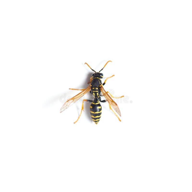 Wasp Close-up on a White Background. Isolate. Macro Stock Image - Image ...