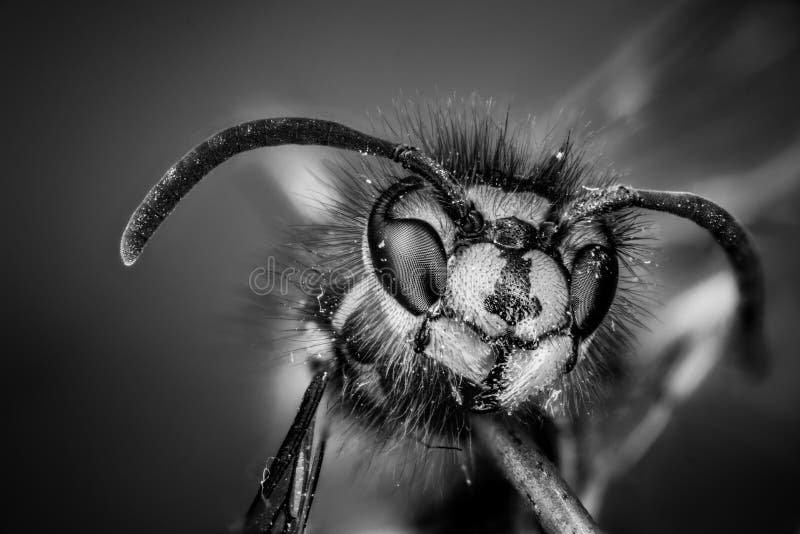 Wasp Closeup 3x Black and White Stock Photo - Image of black, wasp ...