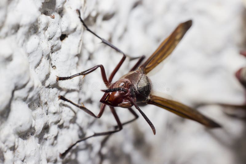 Wasp closeup on wall stock image. Image of leaf, wildlife - 179430723