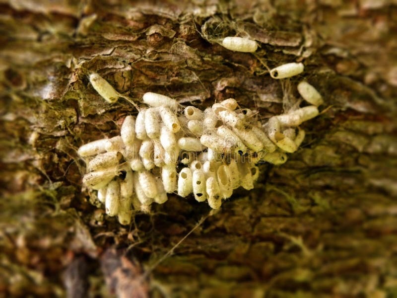 Wasp Cocoons stock photo. Image of trees, wasp, africa - 59592216