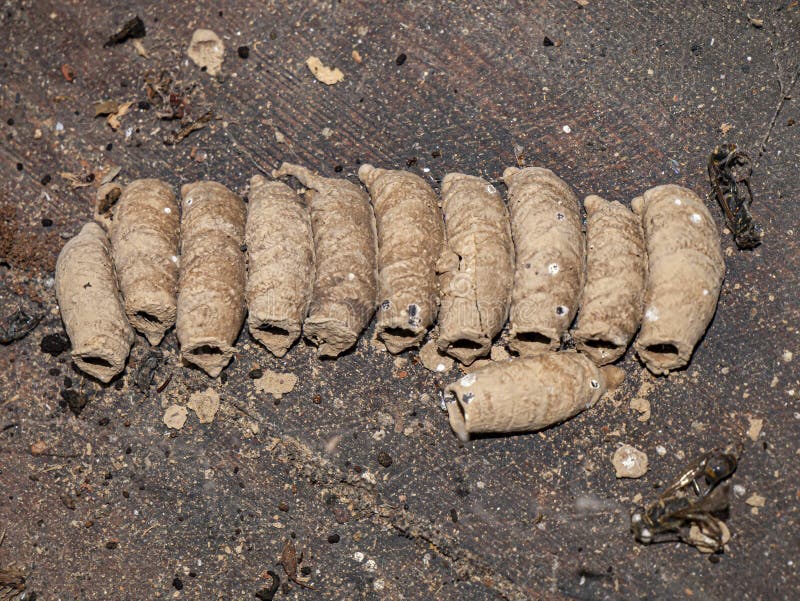 Wasp Cocoons stock photo. Image of trees, wasp, africa - 59592216