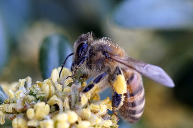 Bee Collecting Pollen from the Flowers. Springtime of 2020. Stock Image ...