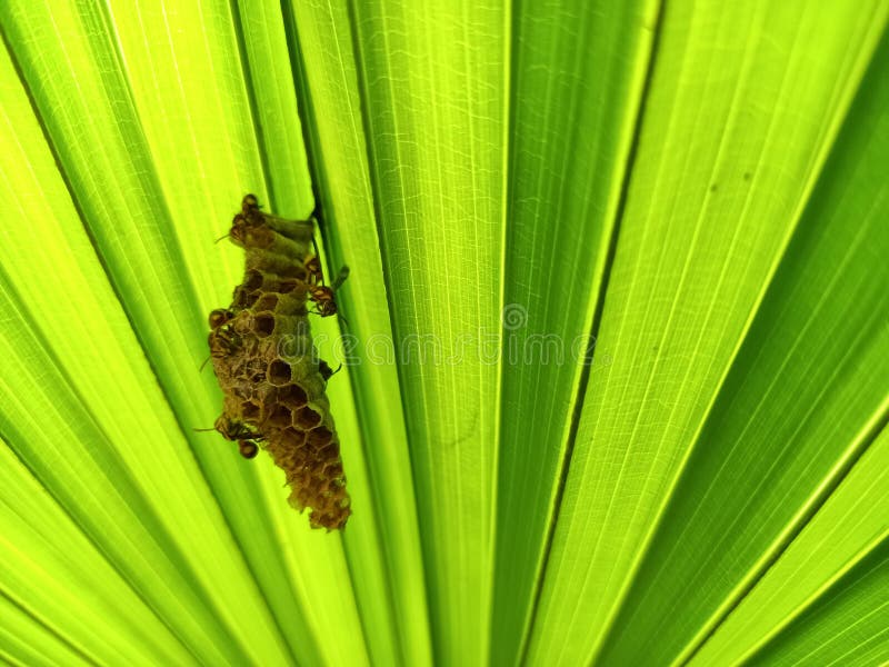 Wasp Colony on the Green Palm Leaf Stock Image - Image of wasps, growth ...