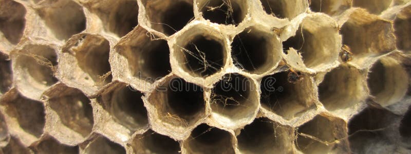 Wasp comb stock photo. Image of color, life, wasp, hole - 91560514
