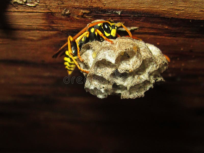 Wasp and comb stock image. Image of comb, black, colorful - 91950259