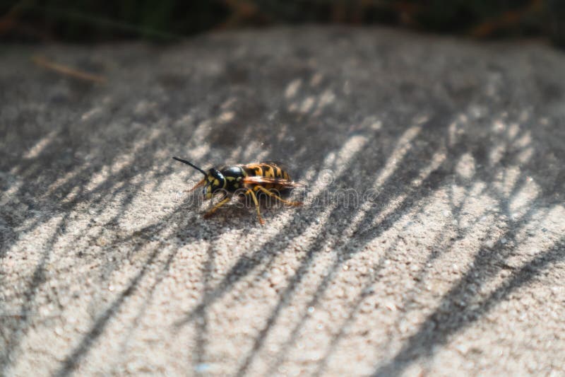 Wasp on Concrete. a Wasp on the Sidewalk. Close-up of Insect on Wall ...