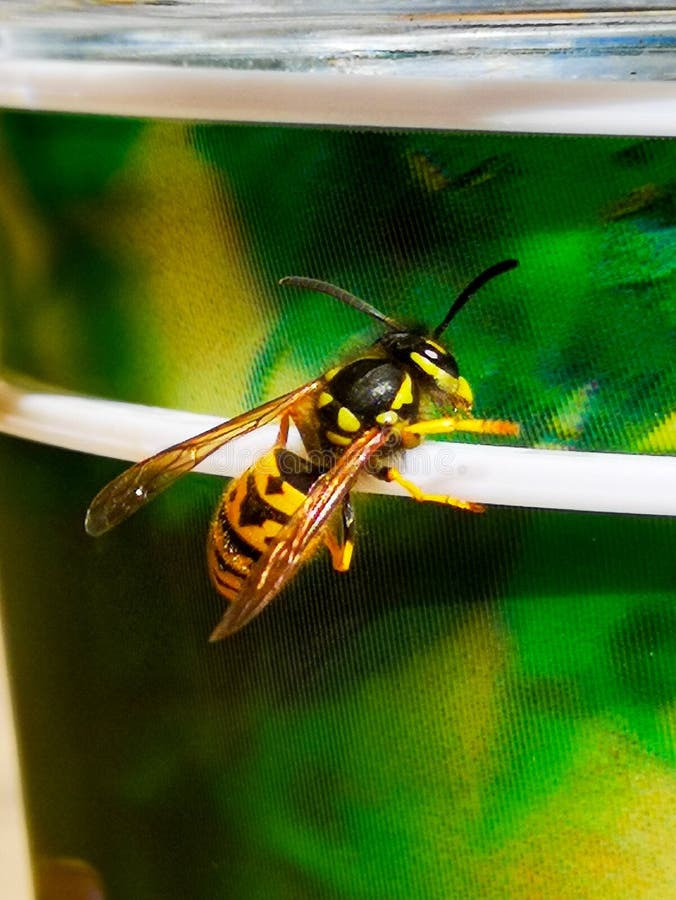 Wasp stock image. Image of wasp, summer, picnic, insect - 172129835