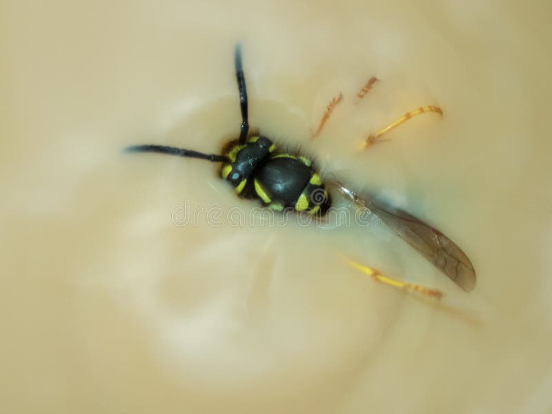 Wasp in the cup stock image. Image of allergy, venom - 77104931