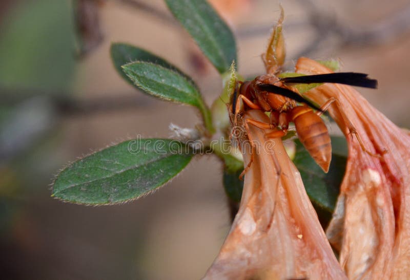 Wasp on dead azalea stock photo. Image of growth, insect - 90119006