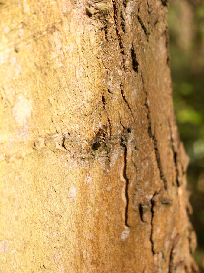 A Wasp in Detail Alone and Resting on the Bark Side of a Tree Stock ...