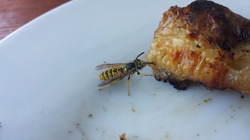 Wasp dinner stock photo. Image of croatia, wasp, dish - 48351542