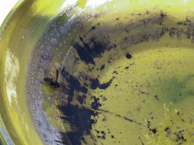 Wasp Drinking Water in a Ceramic Bowl Stock Photo - Image of sucking ...
