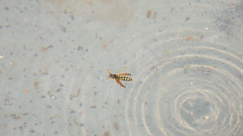 Wasp in the Pool on the Water Stock Video - Video of control, condo ...