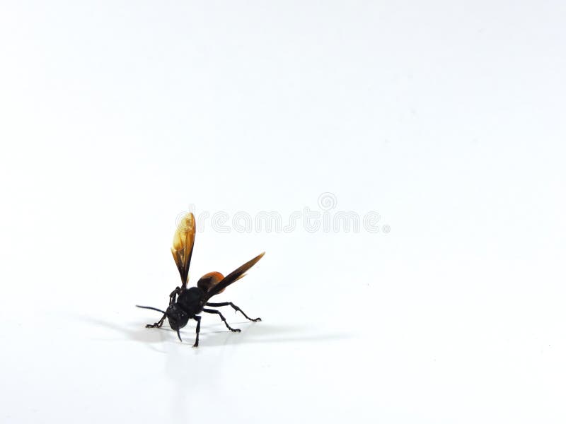 A Wasp stock image. Image of needle, insect, stinger - 74217989