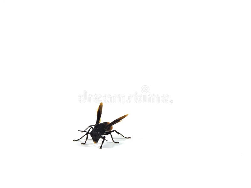 A Wasp stock image. Image of wild, wing, insect, dying - 74218013