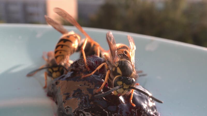 Wasp eating stock image. Image of striped, food, antenna - 26162295