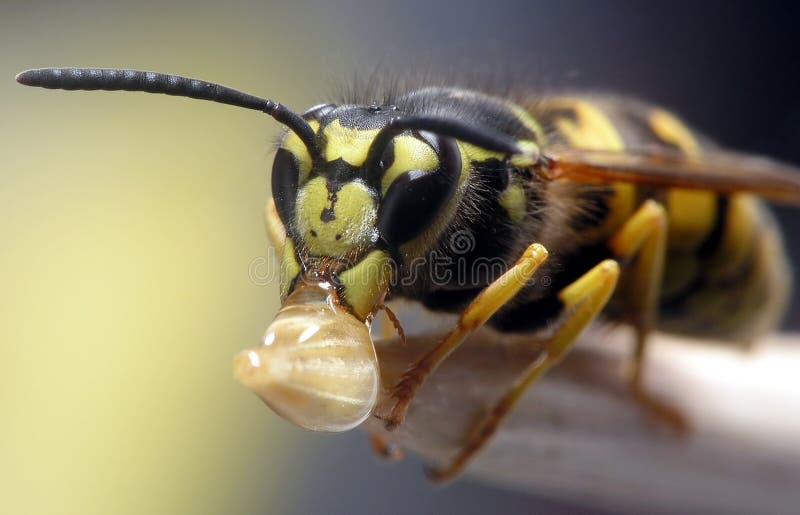 Wasp eating stock image. Image of eating, eyes, wings - 83710937