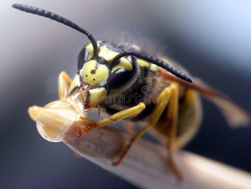 Wasp eating stock image. Image of eyes, shot, wildlife - 83711869