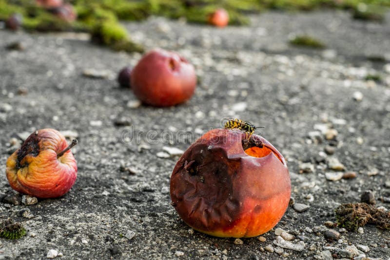A Wasp Eating from a Rotten Apple Stock Image - Image of food, fruit ...
