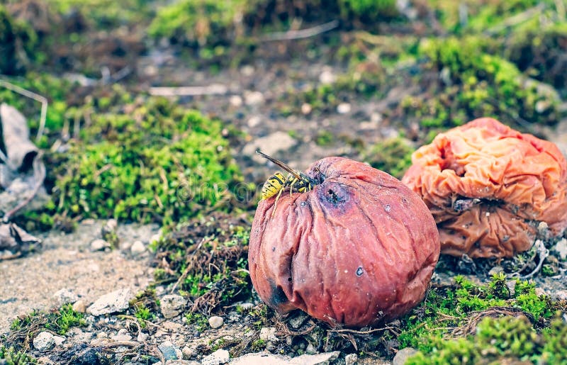 Wasp eating rotten apple stock photo. Image of outdoor - 88682228
