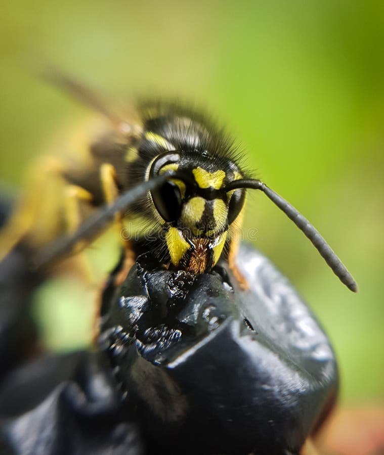 Big Wasp Eating Caterpillar Delicatessen. Stock Photo - Image of black ...