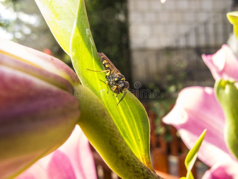 Wasp eats another insect stock photo. Image of liquidation - 99353536