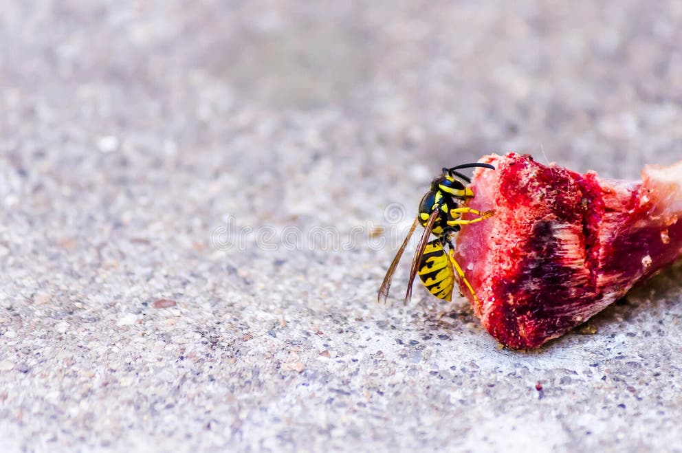 Wasp eats fish meat. macro stock image. Image of biting - 154850719