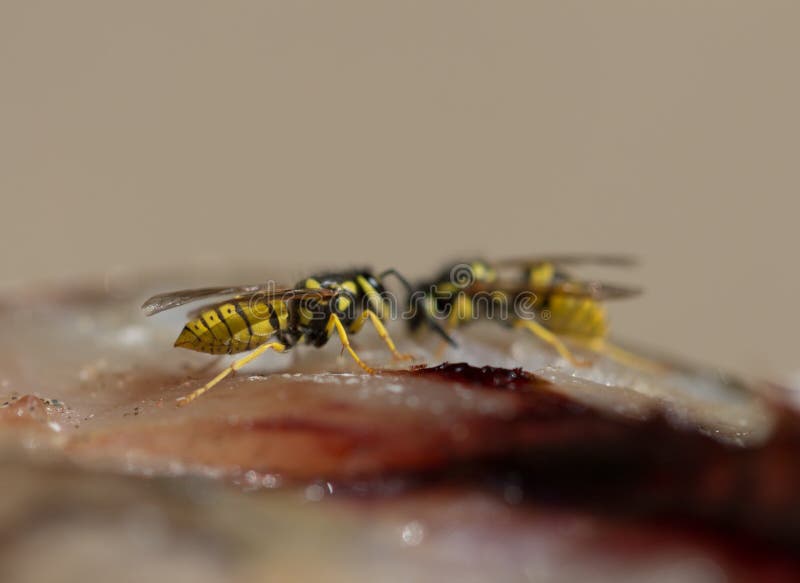 Wasp eats fish meat. macro stock image. Image of fish - 106325677