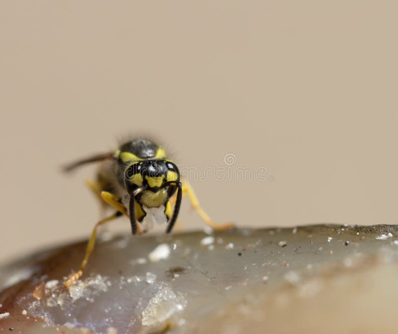 Wasp eats fish meat. macro stock photo. Image of eating - 109463220