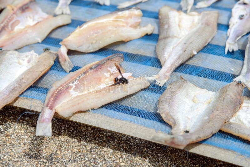 Wasp eats fish stock photo. Image of food, closeup, prepared - 45129812