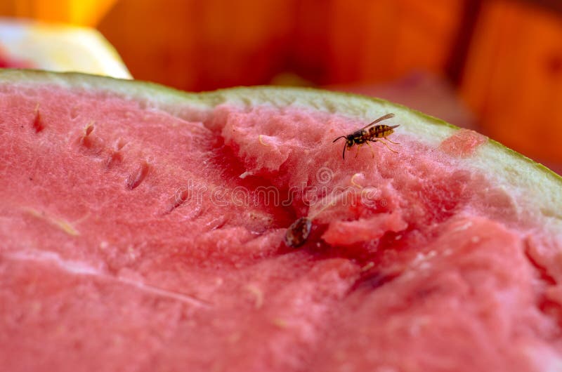 Wasp Eats a Red Watermelon in Nature Stock Image - Image of summer ...