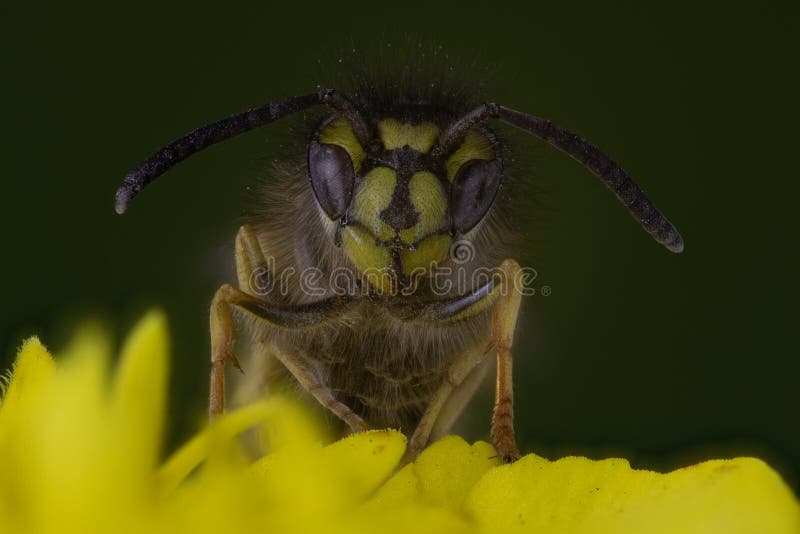 Wasp extreme macro view stock image. Image of armour - 263657269