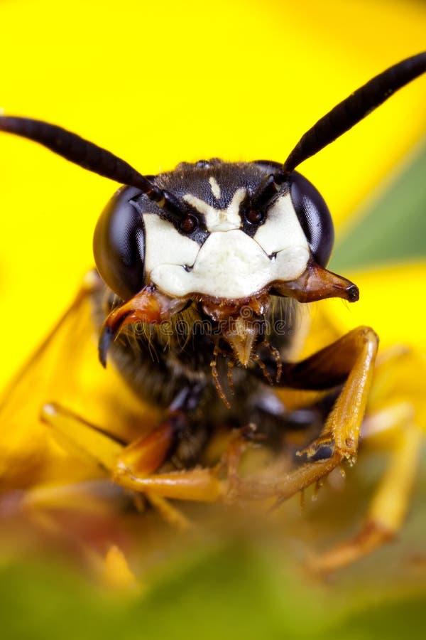 Wasp face stock photo. Image of antenna, insect, sting - 18629250