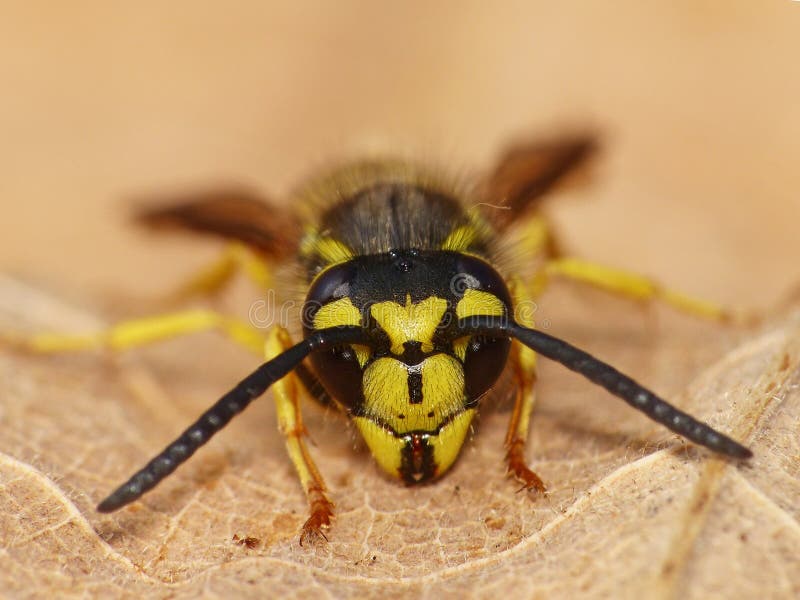 Wasp Face stock image. Image of garden, closeup, yellow - 38796937