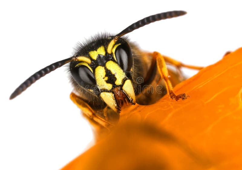 Wasp face stock photo. Image of antenna, insect, sting - 18629250