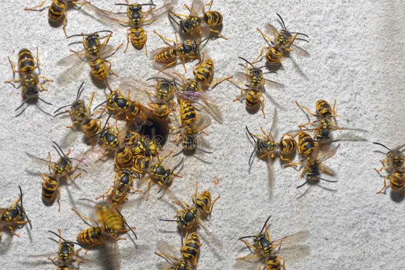 Wasp Family stock image. Image of hornets, colony, jackets - 9674601