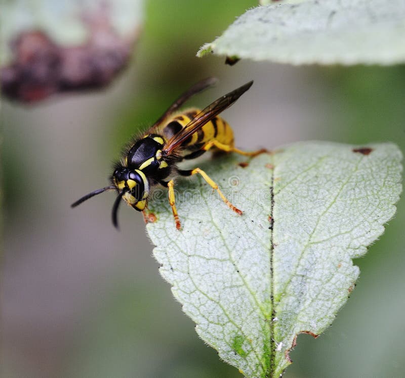 Wasp Feeding on Leaf Nectar Stock Image - Image of garden, wasp: 97046671
