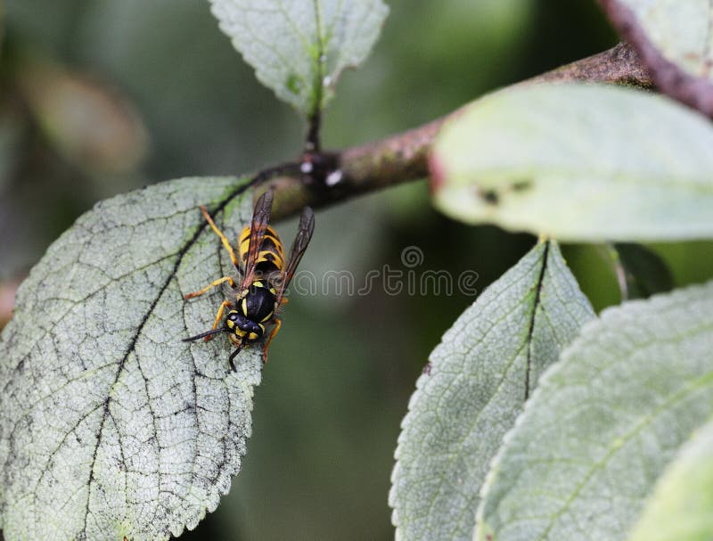 Wasp Feeding on Leaf Nectar Stock Photo - Image of insect, summer: 97046834