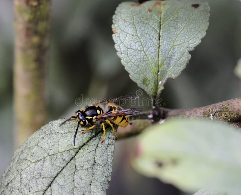 Wasp Feeding on Leaf Nectar Stock Image - Image of yellow, paraphyletic ...