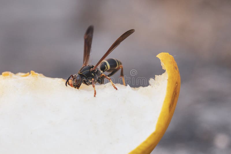 Wasp Feeding on a Piece of Fruit. Close Up Detailed Insect Eating Stock ...