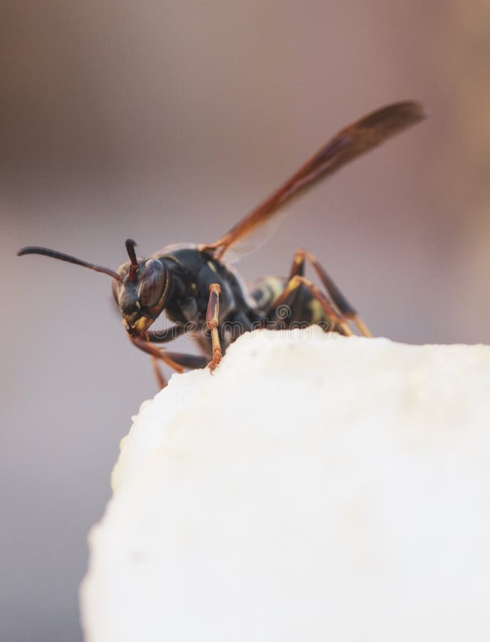 Wasp Feeding on a Piece of Fruit. Close Up Detailed Insect Eating Stock ...