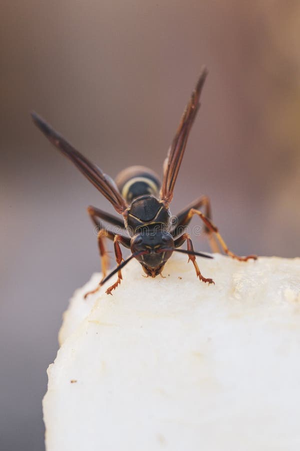 Wasp Feeding on a Piece of Fruit. Close Up Detailed Insect Eating Stock ...