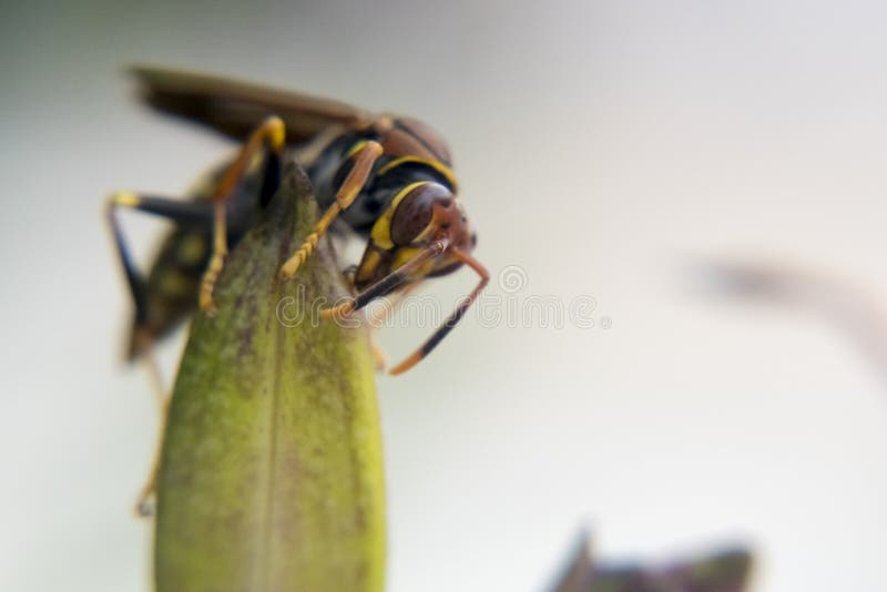 Wasp feeding from a plant stock image. Image of isolated - 93595099