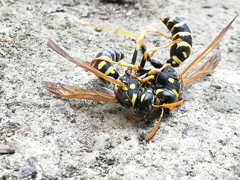 Wasp fighting stock photo. Image of flying, yellow, fight - 148213108