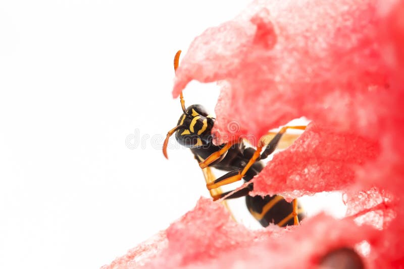 Wasp Flew into the Pulp of Juicy Watermelon Stock Photo - Image of ...