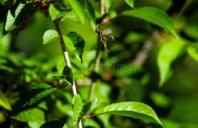 Wasp in Flight stock photo. Image of plants, tree, outdoors - 134570