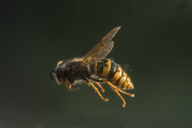 Wasp in flight stock image. Image of wasp, sting, flight - 13310065