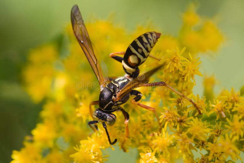 Wasp on a flower stock photo. Image of perched, nature - 9744686