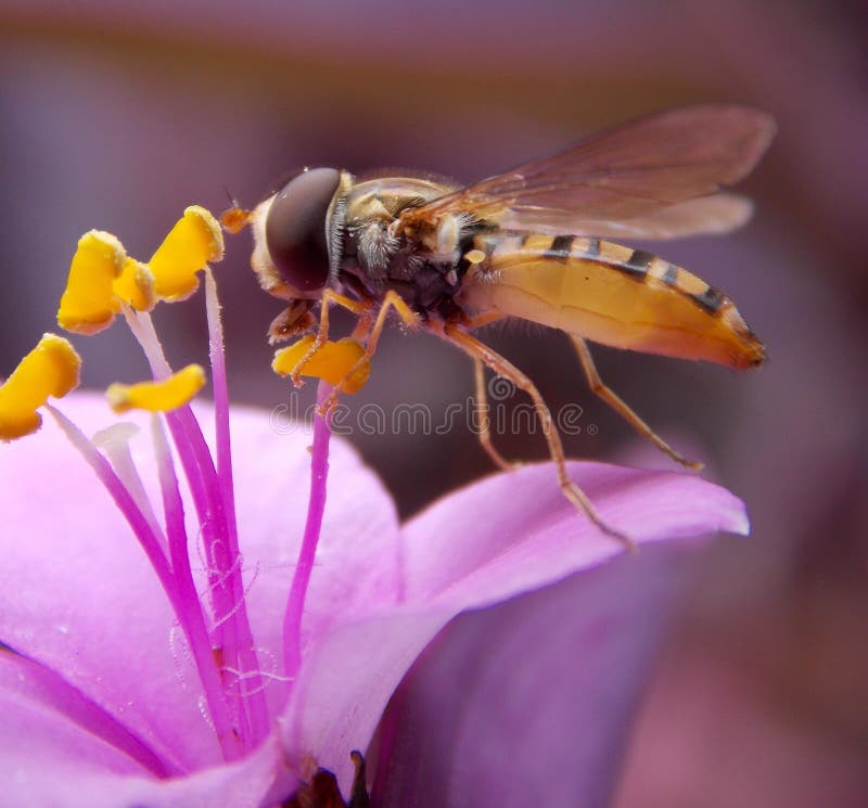 Wasp stock photo. Image of macro, wasp, colors, insect - 72719916
