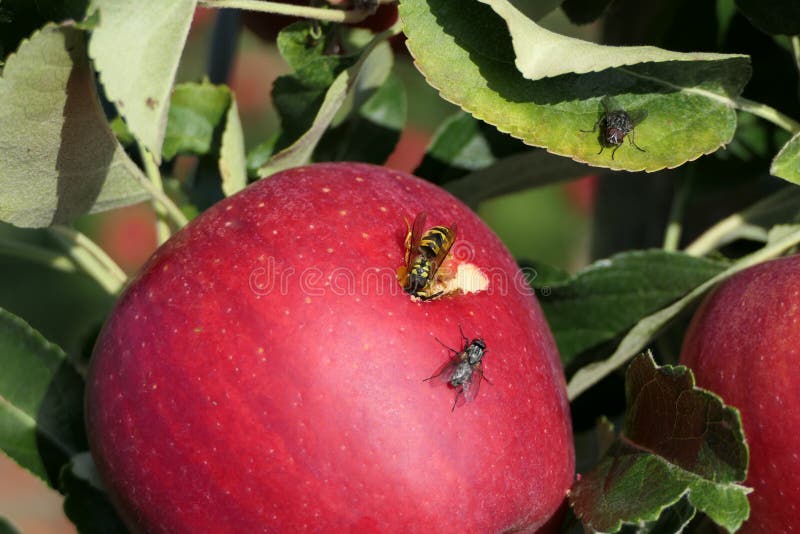Insect on a big ripe apple stock photo. Image of branch - 199781684